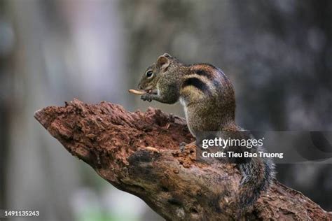 Squirrels Tree Nuts Cartoon Photos And Premium High Res Pictures Getty Images