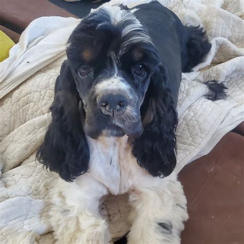 Full Grown Cocker Spaniels Domesticlife Cocker Spaniels