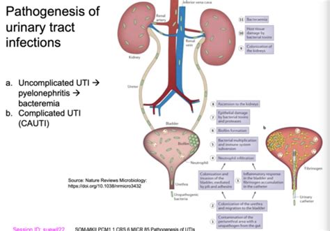 Lec 29 Uti Cystitis Pyelonephritis Flashcards Quizlet