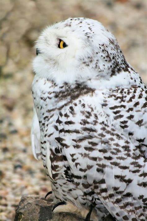 Snow Owl stock image. Image of animals, europe, pair - 80529911