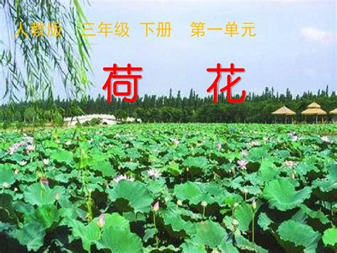 最新小学三年级语文下册 《荷花》第二课时 1 Ppt课件word文档在线阅读与下载无忧文档