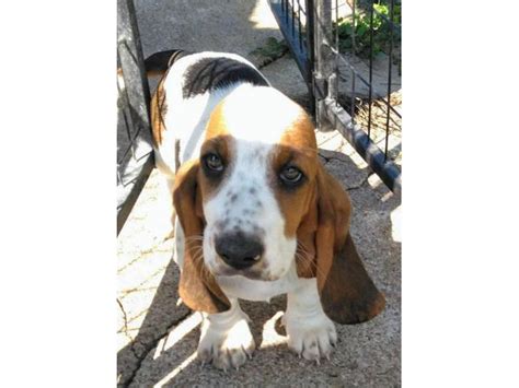 6 Tri Colored Basset Hound Puppies For Sale Omaha Puppies For Sale