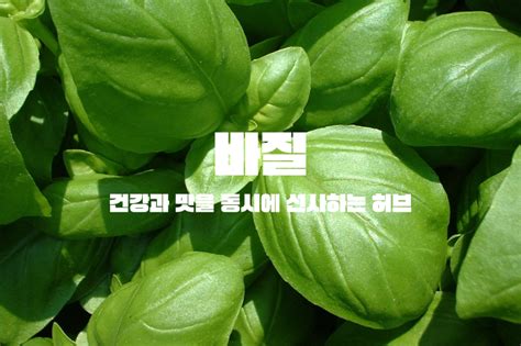 바질 건강과 맛을 동시에 선사하는 허브