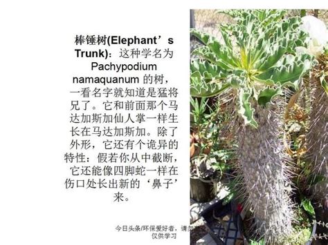 初識身邊植物1：從根莖葉花果種識別各類植物，85ppt 每日頭條