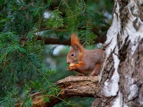 Esquilo Animal Natureza Árvore De Foto gratuita no Pixabay Pixabay