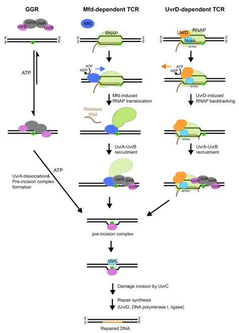 Nucleotide Excision Repair