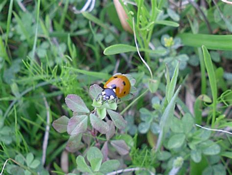 Dusty Us Diaries Ladybug Or Manbug
