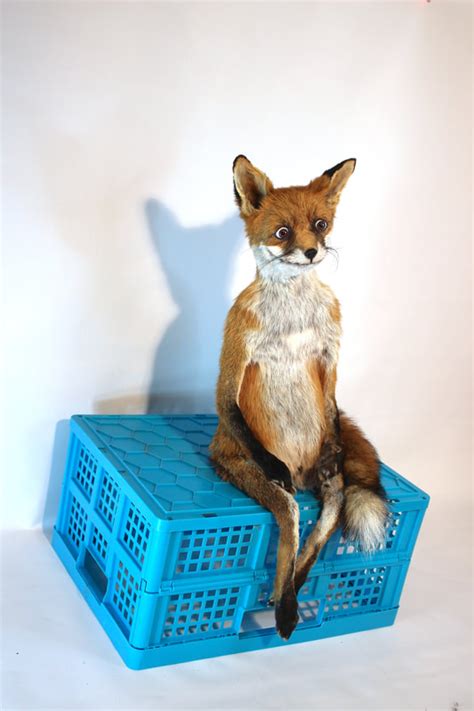 Aliah Anniversary Taxidermy Stoned Fox