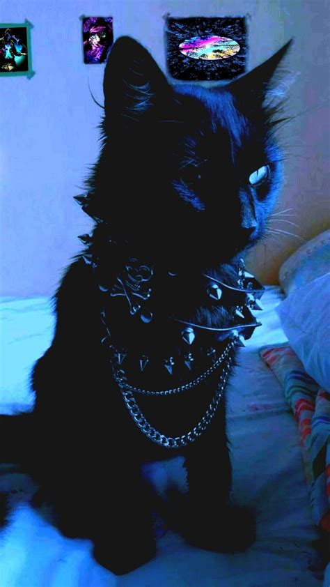 Black Cat With Superhero Chain