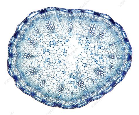 Coriander Stem Light Micrograph Stock Image C0197062 Science