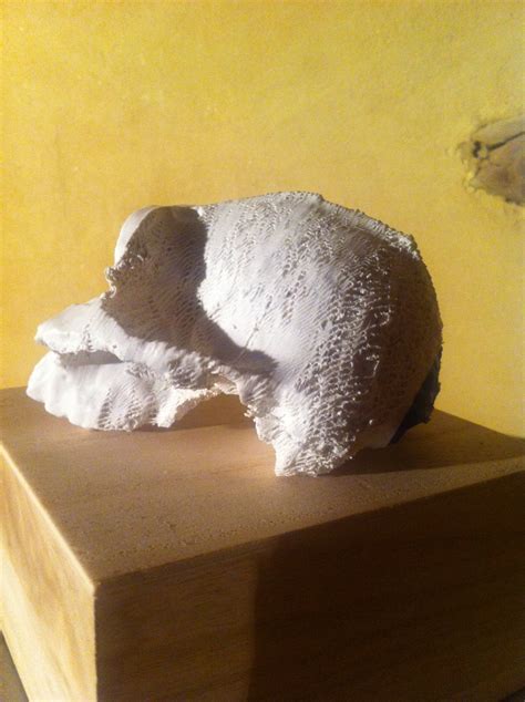 Instructions For 3d Printing African Fossils
