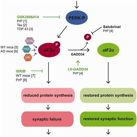 Genetic And Pharmacological Inhibition Of Perk Signalling Is