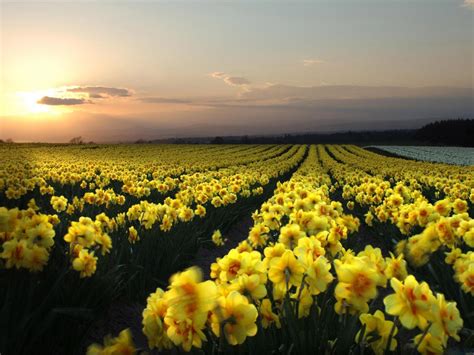 Daffodils Wallpapers Wallpaper Cave