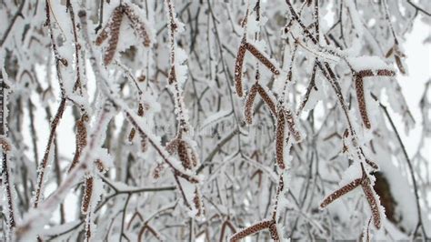 Sun Through The Trees In A Snowy Forest Stock Footage Video Of