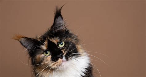Каква е разликата между котките цвят калико и цвят костенурка - Котки ...