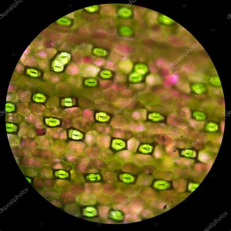 Plant Cell Under Microscope