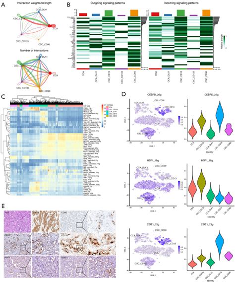 Role Of Cancer Stem Cell Heterogeneity In Intrahepatic Cholangiocarcinoma Pmc