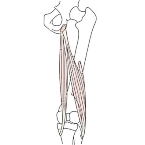 Patient Handouts Sports Medicine Review