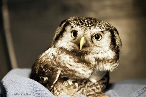 Northern Hawk Owl