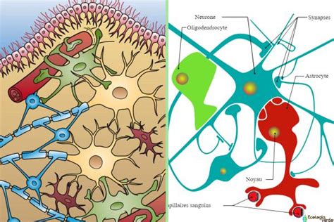 Células Gliales Qué Son Dónde Se Encuentran Función Y Tipos Resumen