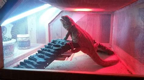 Rango Doesnt Do Sexy Leg She Doeswhatever The Hell This Is Rbeardeddragons