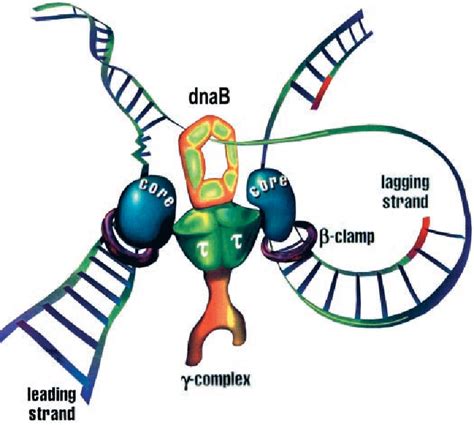 Figure 3 From Error Prone Repair Dna Polymerases In Prokaryotes And Eukaryotes Semantic Scholar