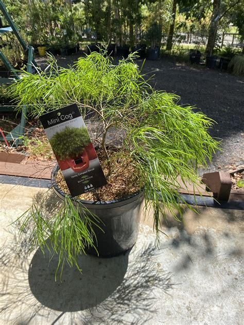 Acacia Cognata Mini Cog Blerick Tree Farm