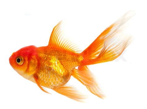Guld Fisk Isoleret På Hvid Baggrund Stock Foto Colourbox