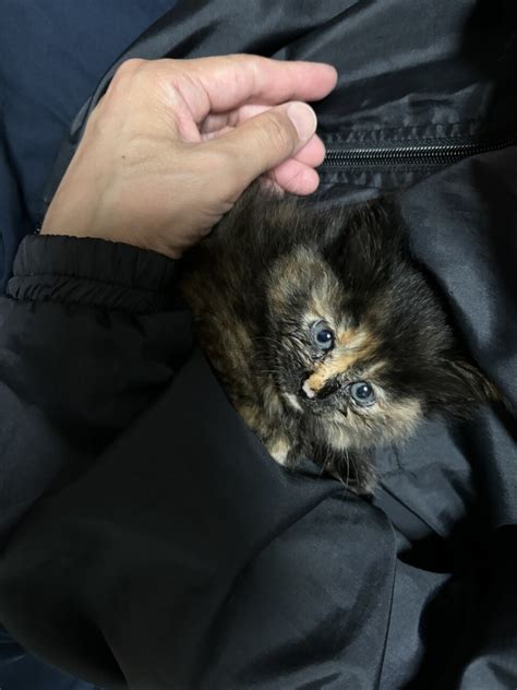 「子猫の里親を募集します」神奈川県 猫の里親募集491250 2枚目の画像 ペットのおうち【里親決定25万頭！】