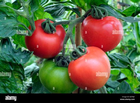 Solanum Lycopersicum Tomato Ferline F1 Hybrid Is Blight Tolerant Stock