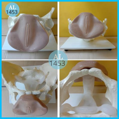 Jual KERANGKA PANGGUL WANITA ALAT PERAGA TORSO PHANTOM MANEKIN