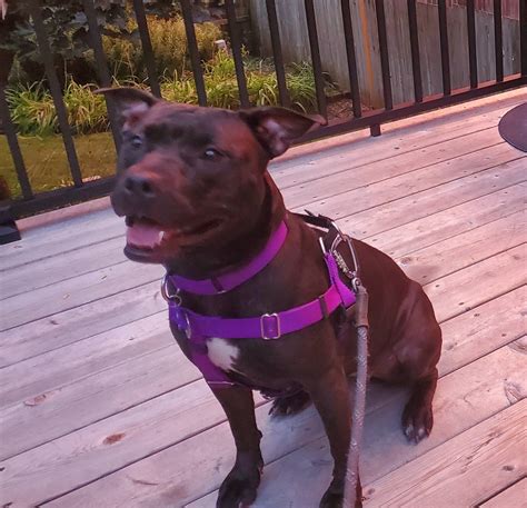Just Adopted This Cutie From The Pound So Not 100 Sure But Fairly Certain Shes A Staffie