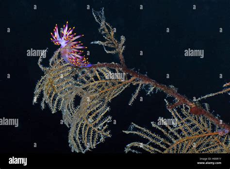 Sea Slug Flabellina Bilas On A Water Plant Egypt Red Sea Stock
