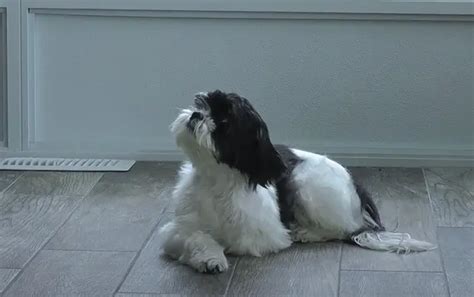 Shih Tzu Rescue Dog Has Umbilical Hernia