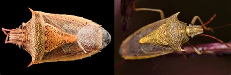 12 Types Of Stink Bugs Found In Missouri Id Guide Bird Watching Hq