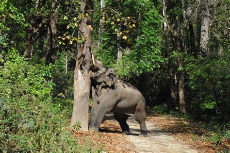 Animais Que Se Masturbam Como Os Seres Humanos Só A Chapada