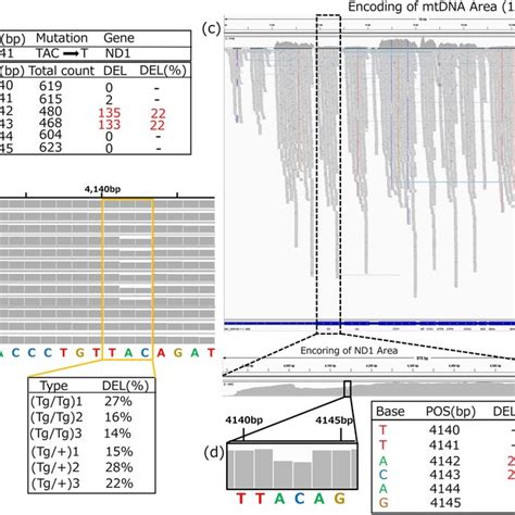 Analysis Of Mtdna And Mtrna Expression A Mutation Sites In Mtdna Of