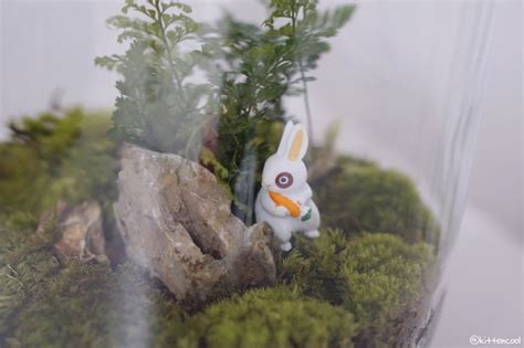 테라리움 어항 만들기 이끼 테라리움 키트 언박싱 후기 네이버 블로그