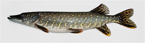 A Basic Guide To Catching Pike Baits And Much More Badangling