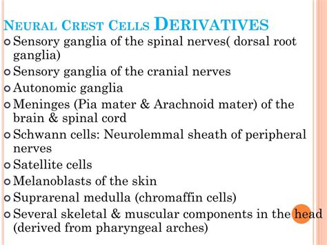 Ppt Derivatives Of Germ Layers Powerpoint Presentation Free Download
