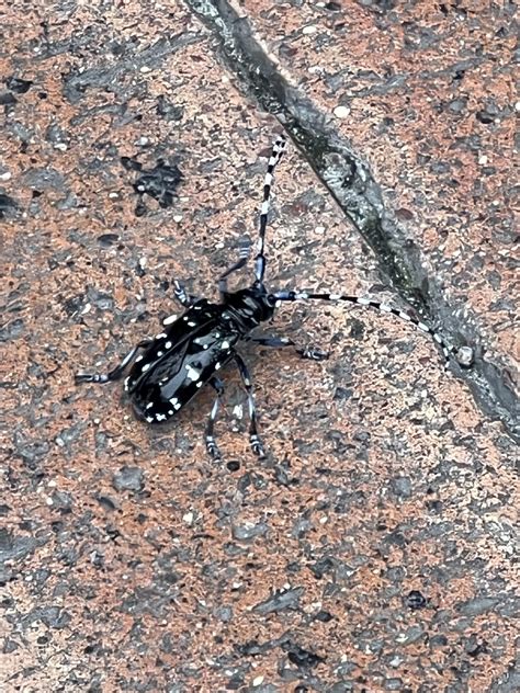 Whats This R Whatsthisbug