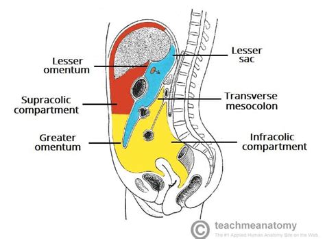 Greater Omentum