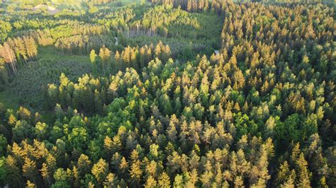 曇り空の下の緑の木々 · 無料の写真素材