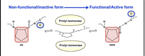 Lecture 16 Post Translational Modification Of Proteins Protein Degradation Flashcards Quizlet