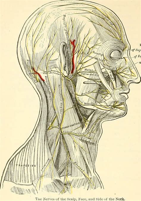 Arnolds Nerve Anatomy And Course Explanations Lombafit