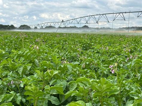 Frederick Hiam On Linkedin Farming Potatoes Feedtheworld