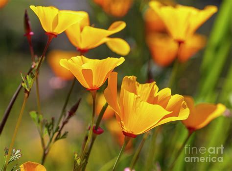 Sun Poppies 2 Photograph By Jeff Parish Fine Art America