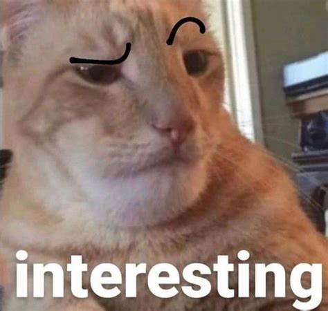 Chad Face Cat Cat Memes Funny Looking Cats Animal Memes
