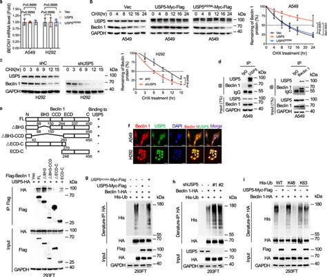 Usp5 Deubiquitinates And Stabilizes Beclin 1 A A549 Or H292 Cells