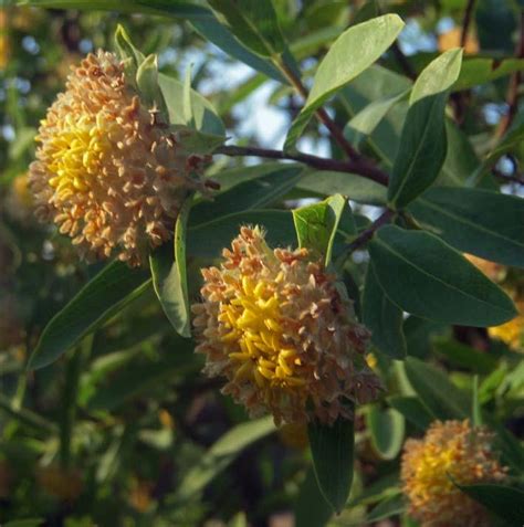 Gnidia Glauca Eflora Of India